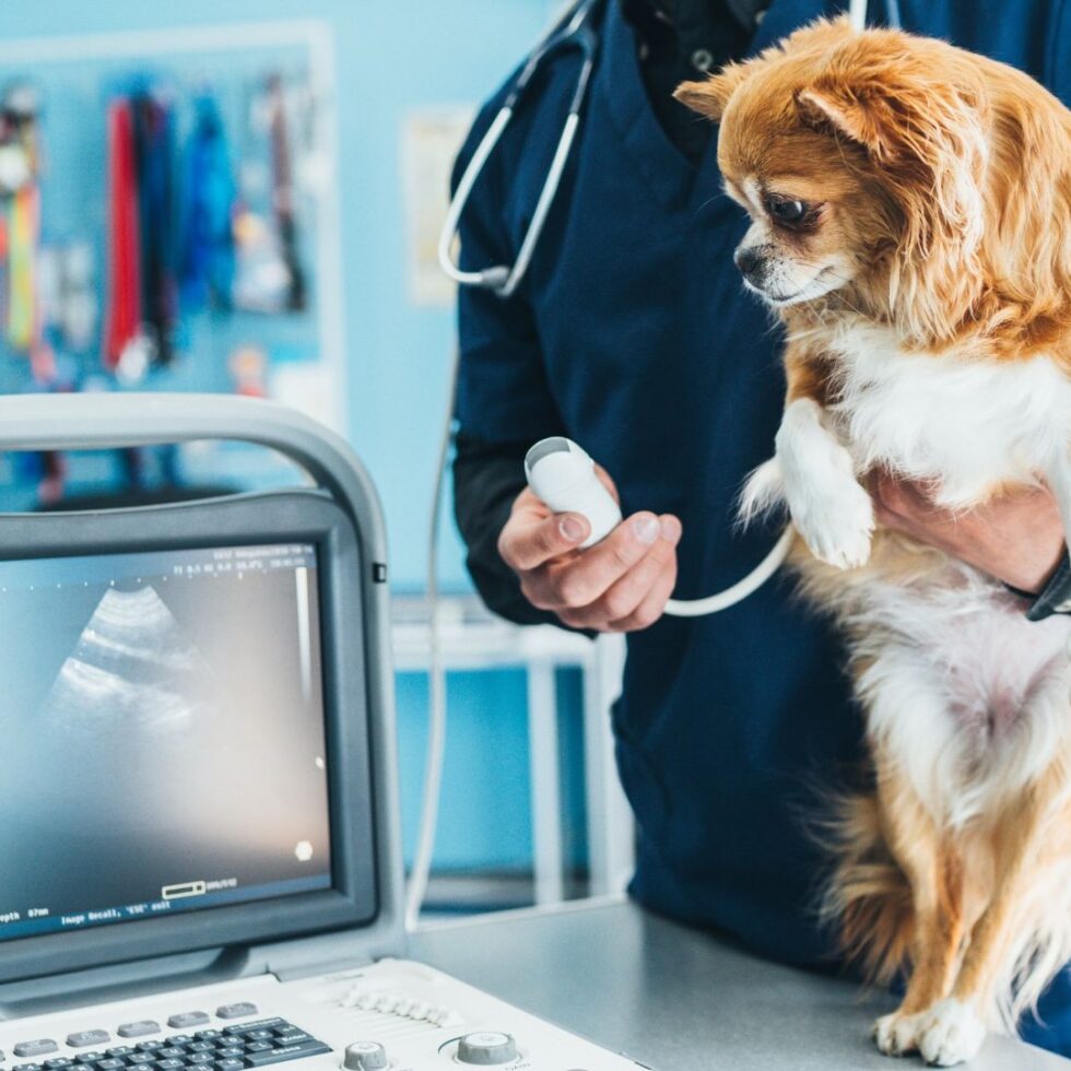 Pet Digital Radiology In McLean, VA | Old Dominion Animal