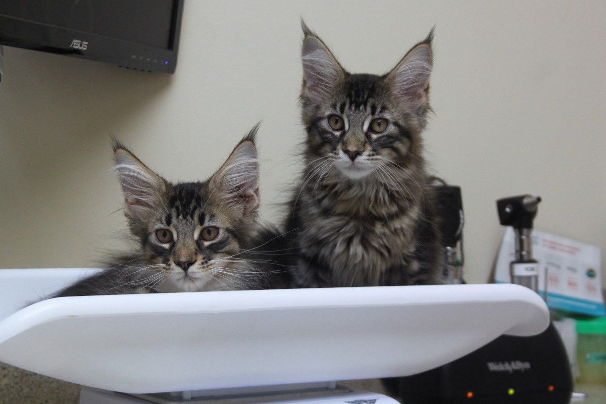 Dry Food Vs. Wet Food: Which Is Better For Your Cat? | Old Dominion ...